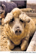 A Pig, Nearly Extinct, Is Revived for Its Fat - 미주 한국일보